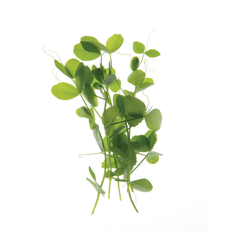 Pea Shoots – Storey Family Farm